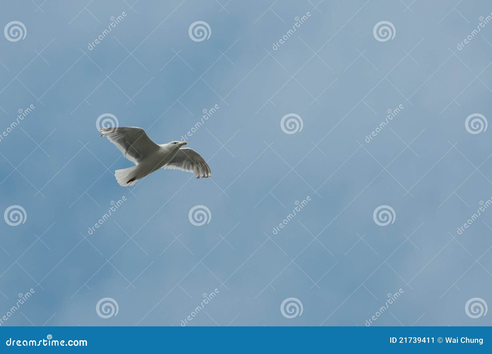 Seagull on blue background stock image. Image of soar - 21739411