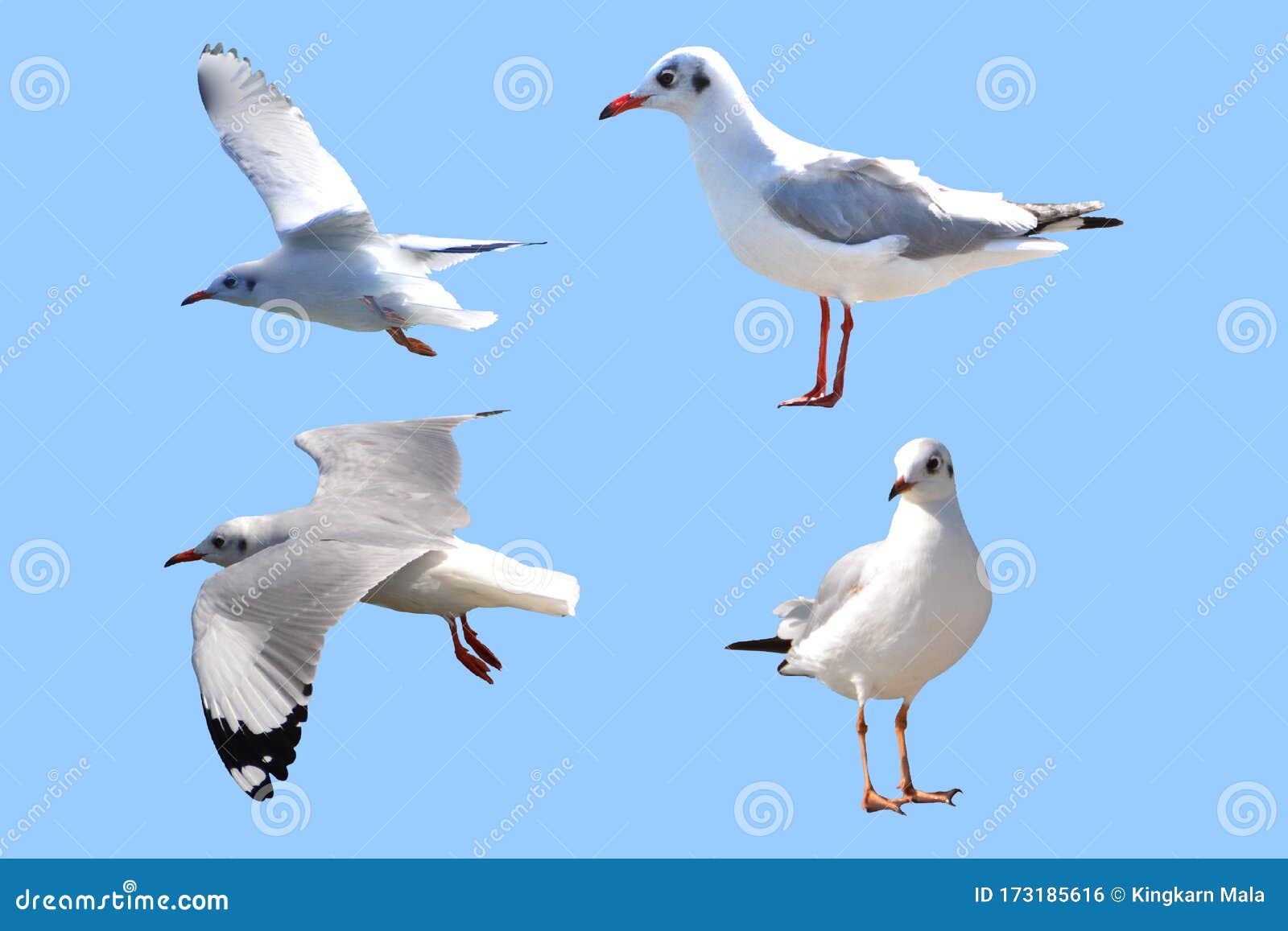 Seagull on a Blue Background, Many Styles,with Clipping Path Stock ...