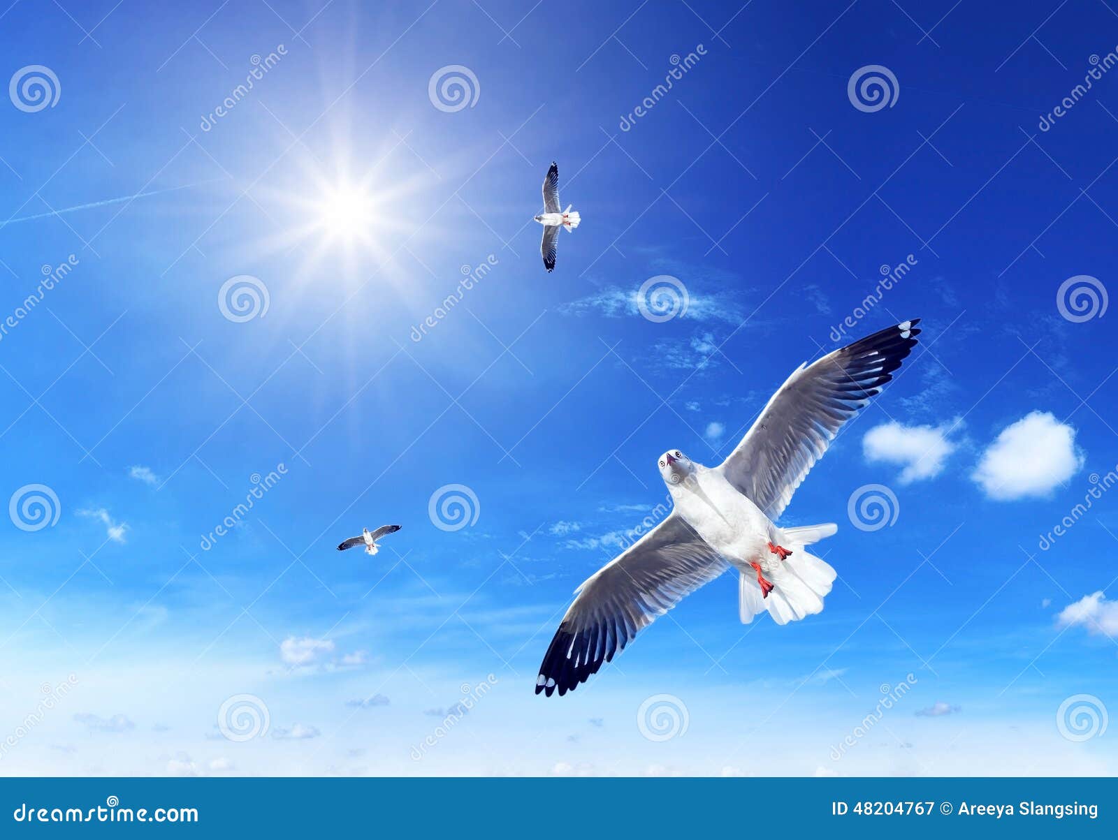 Seagull on blue background stock image. Image of feather - 48204767
