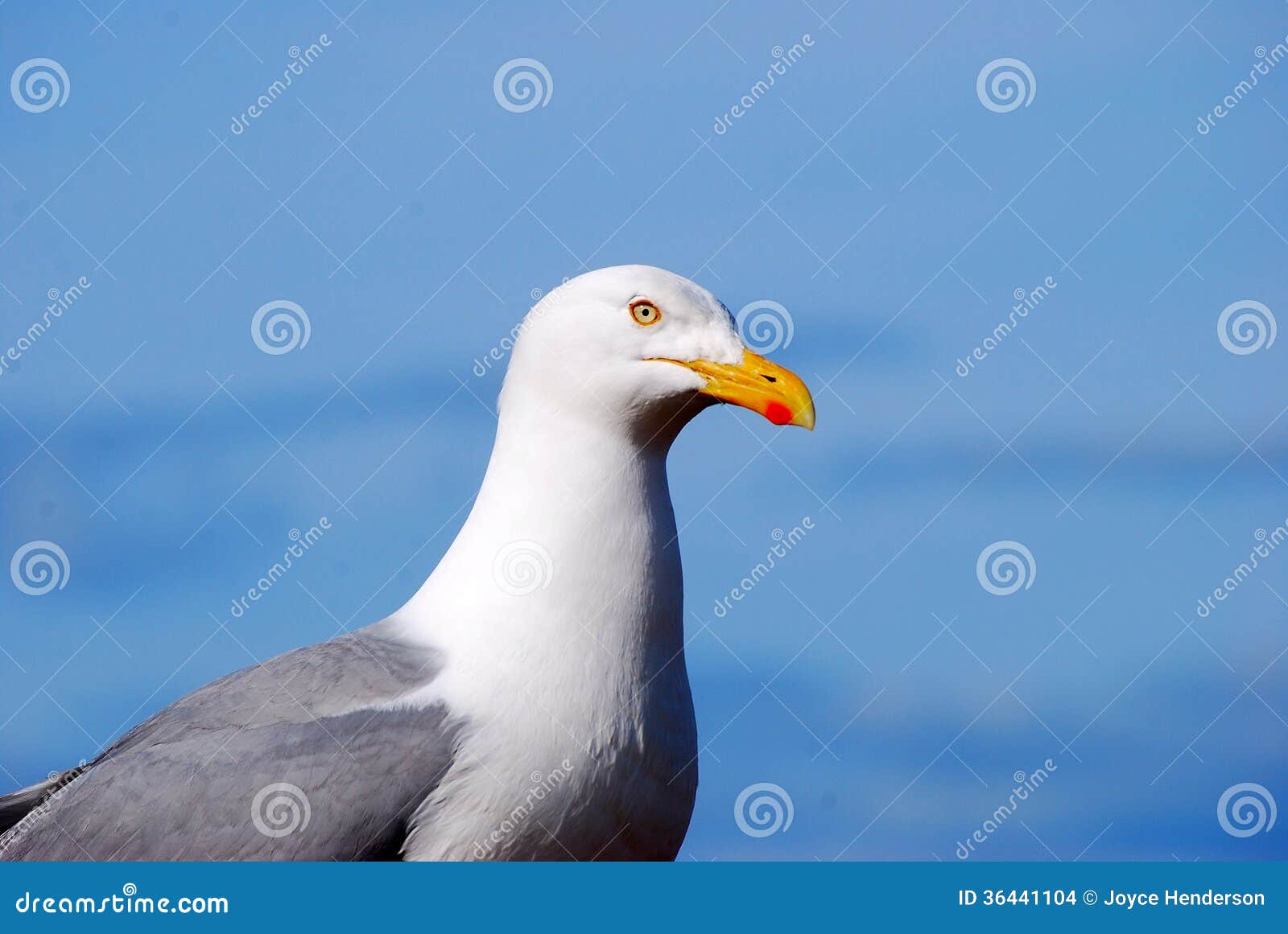 Seagull and blue ocean stock photo. Image of view, nature - 36441104