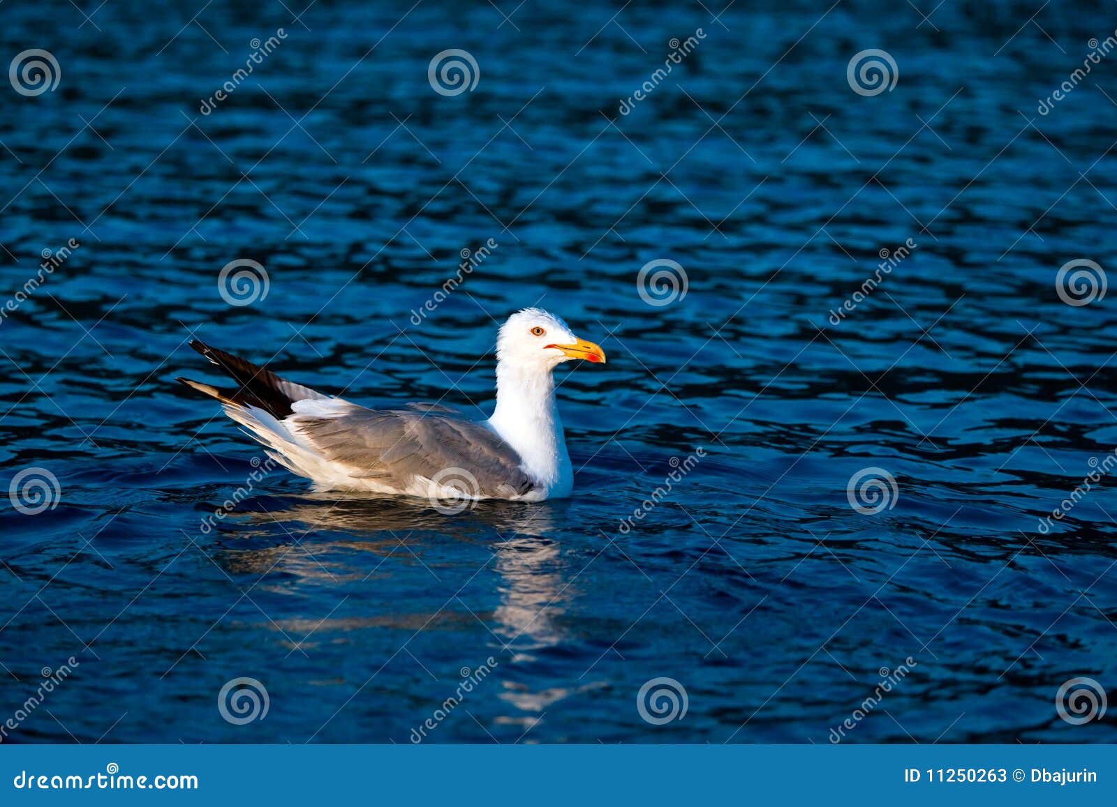 Seagull on a blue sea stock image. Image of europe, bird - 11250263