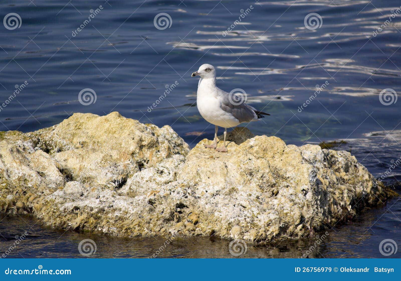 Seagull blue sea stock image. Image of outspread, argentatus - 26756979
