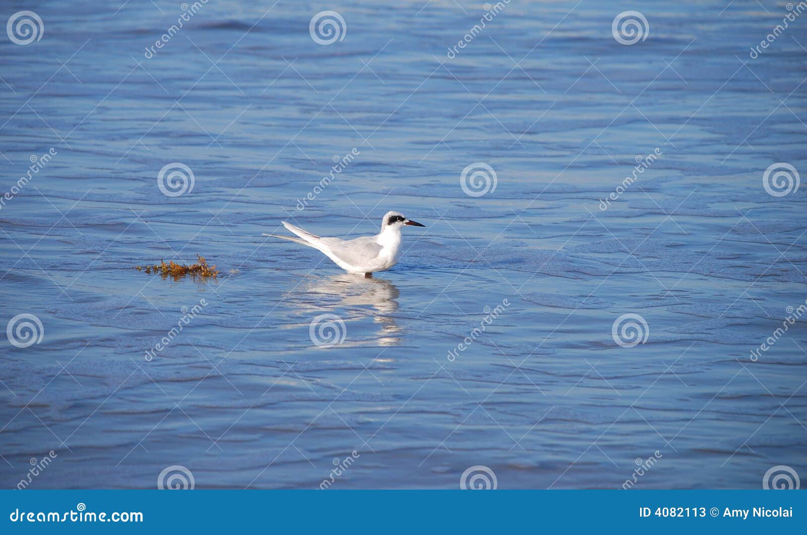 Seagull in blue sea stock image. Image of lake, space - 4082113