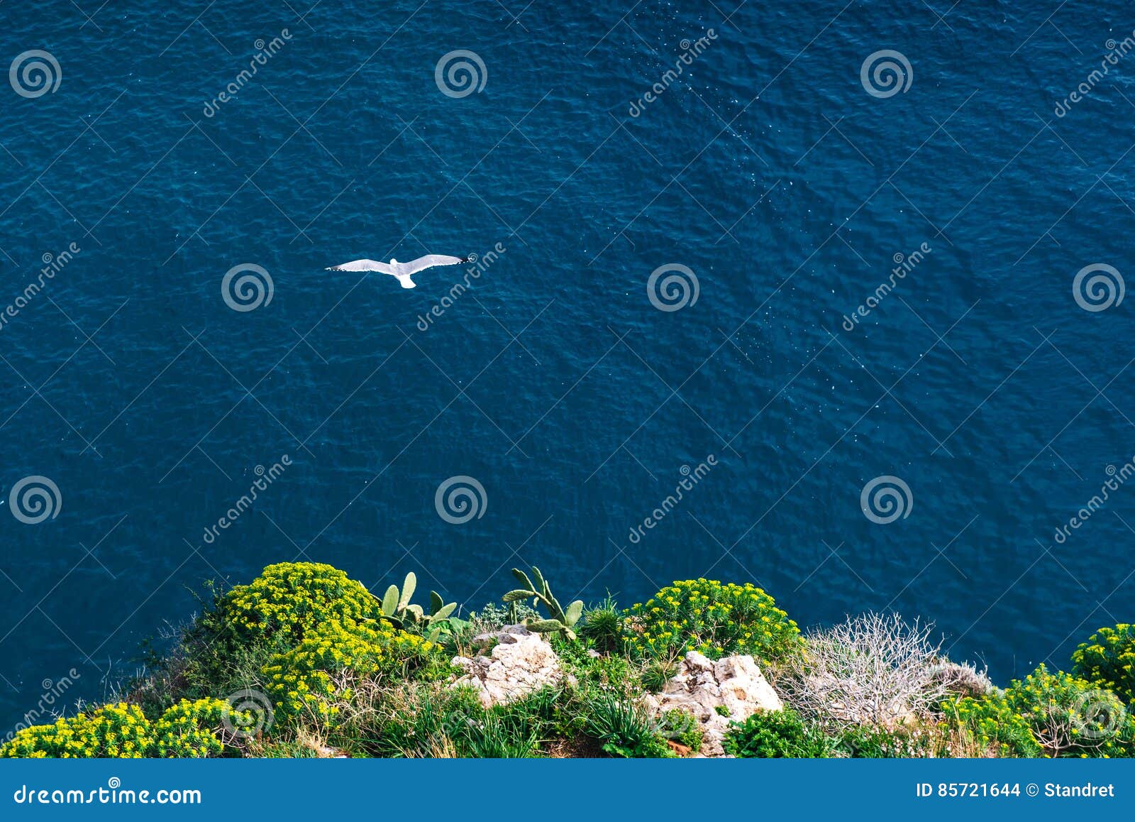 Seagull on the Blue Sea Background Stock Photo - Image of close, animal ...