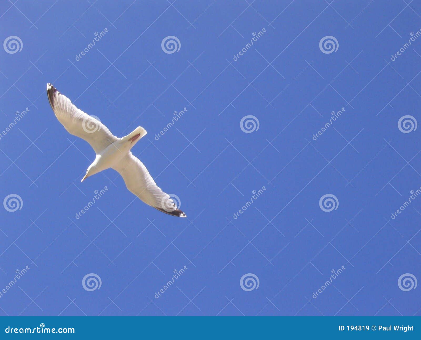 Seagull blue sky stock image. Image of marine, sealife - 194819