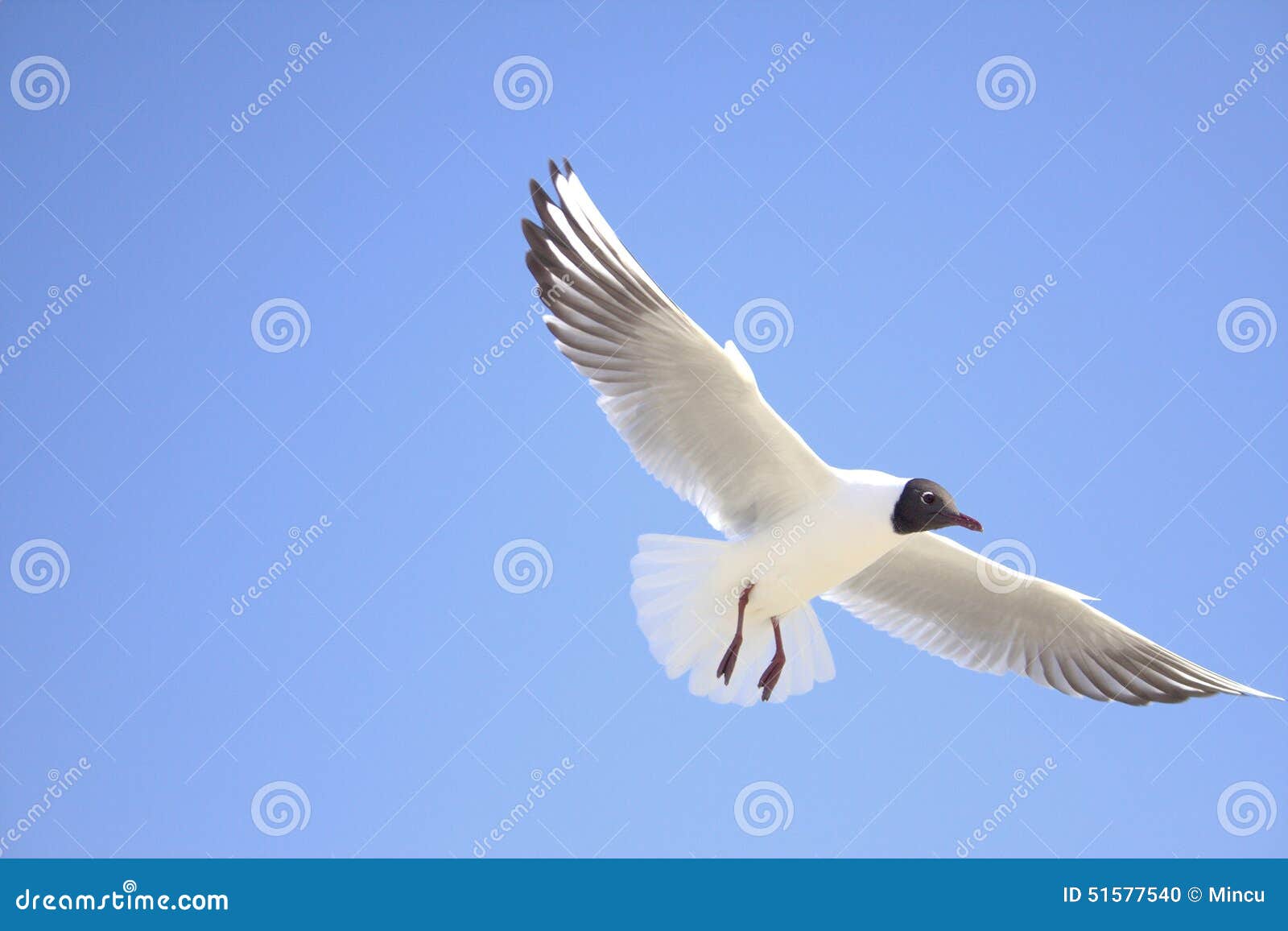 Seagull stock photo. Image of white, bird, blue, seagull - 51577540