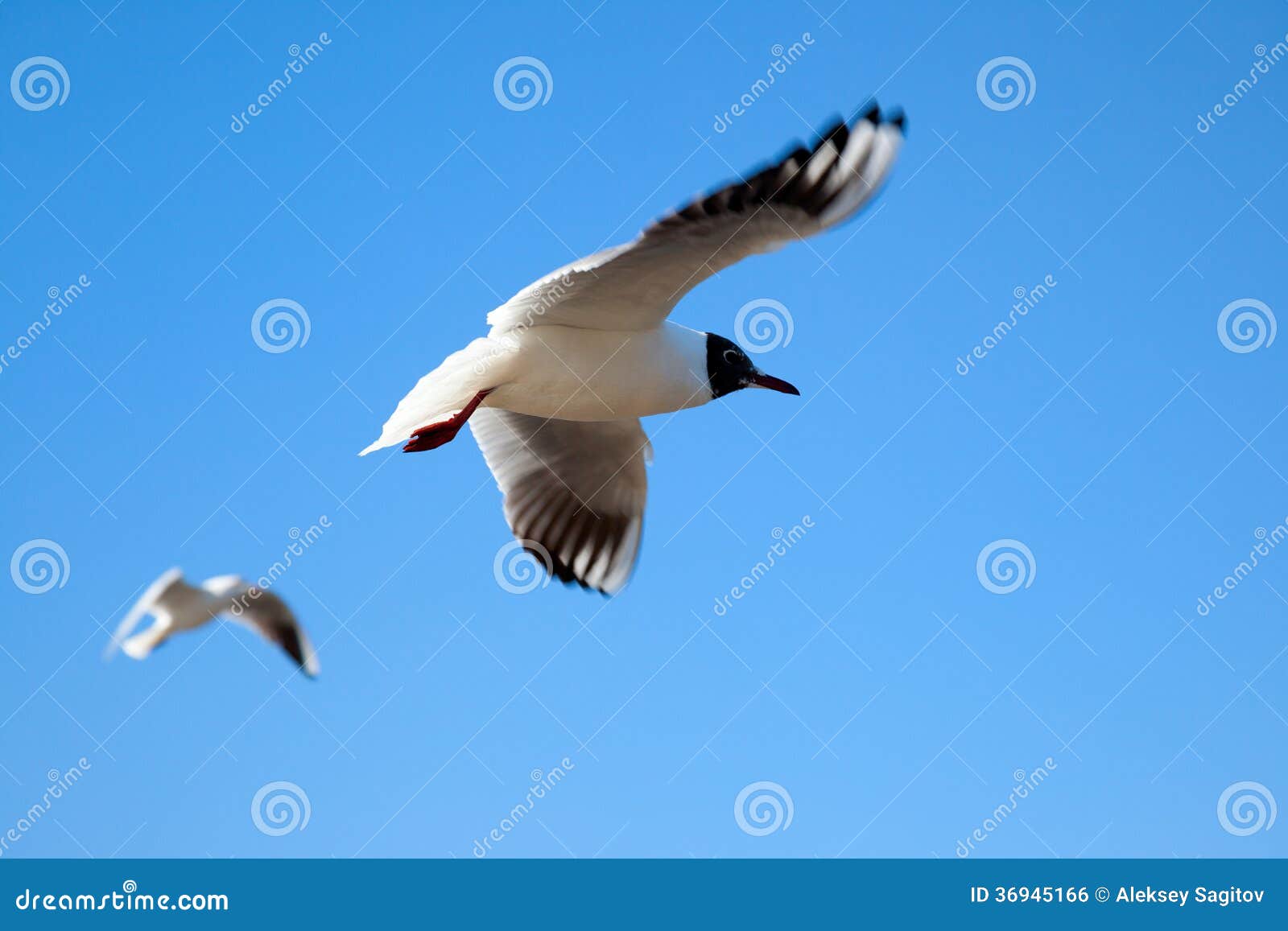 Seagull stock photo. Image of stretch, light, beautiful - 36945166