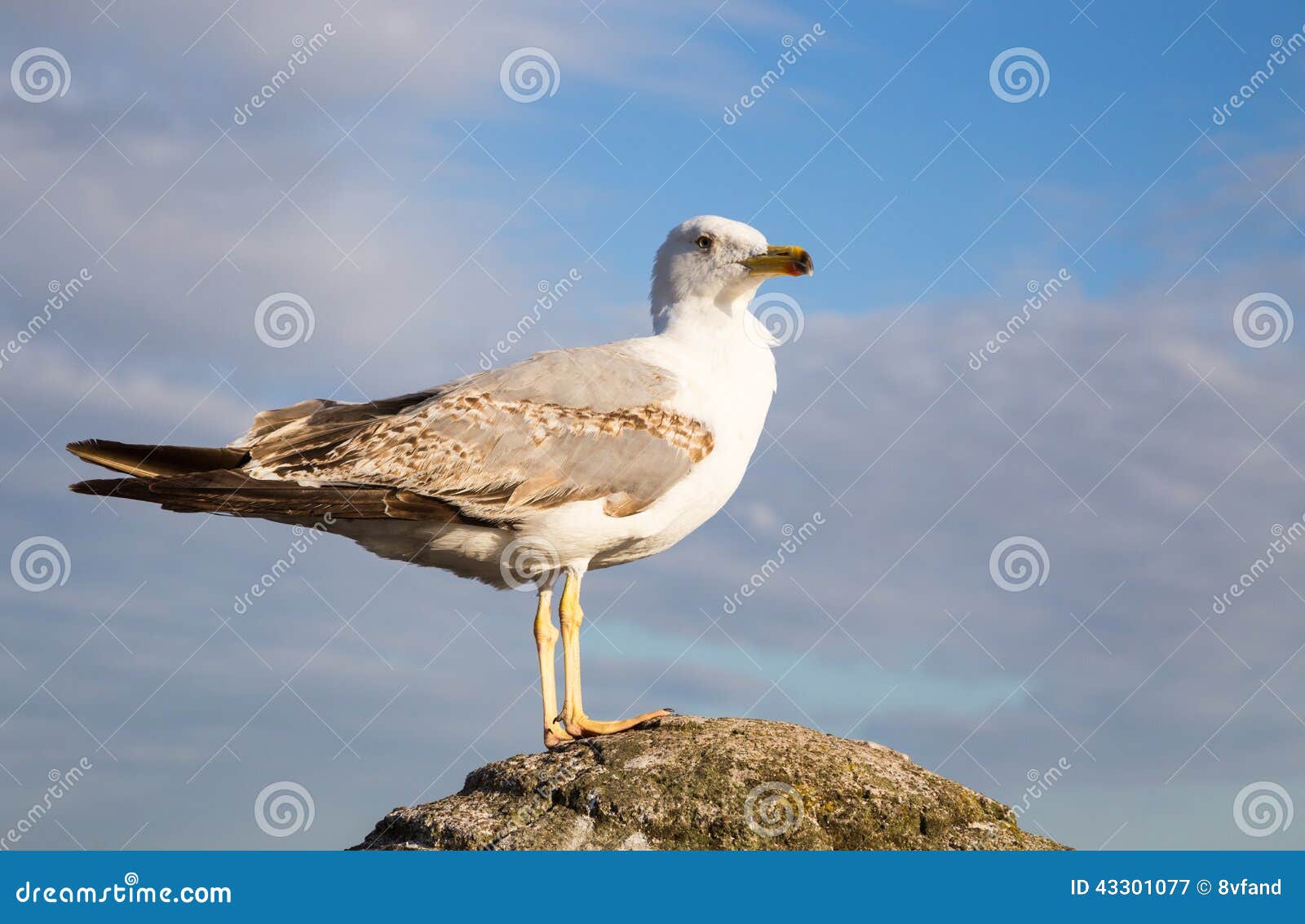 Seagull in Blue Sky Background Stock Image - Image of herring, blue ...