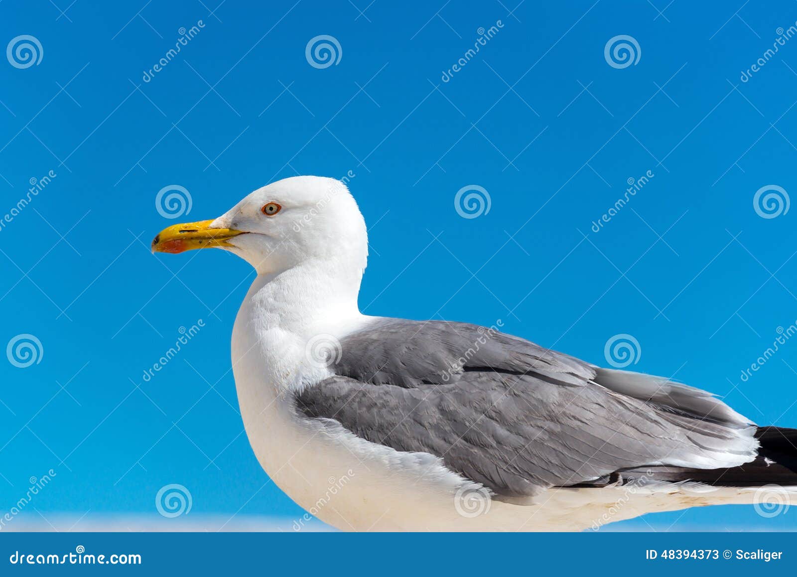 Seagull on blue stock image. Image of seabird, seagull - 48394373