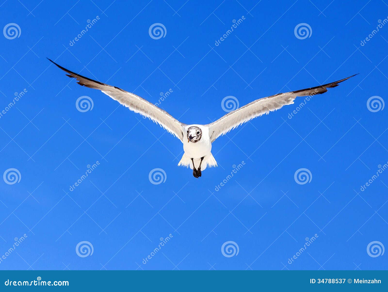 Seagull on Blue Sky Background Stock Image - Image of fishing, peace ...