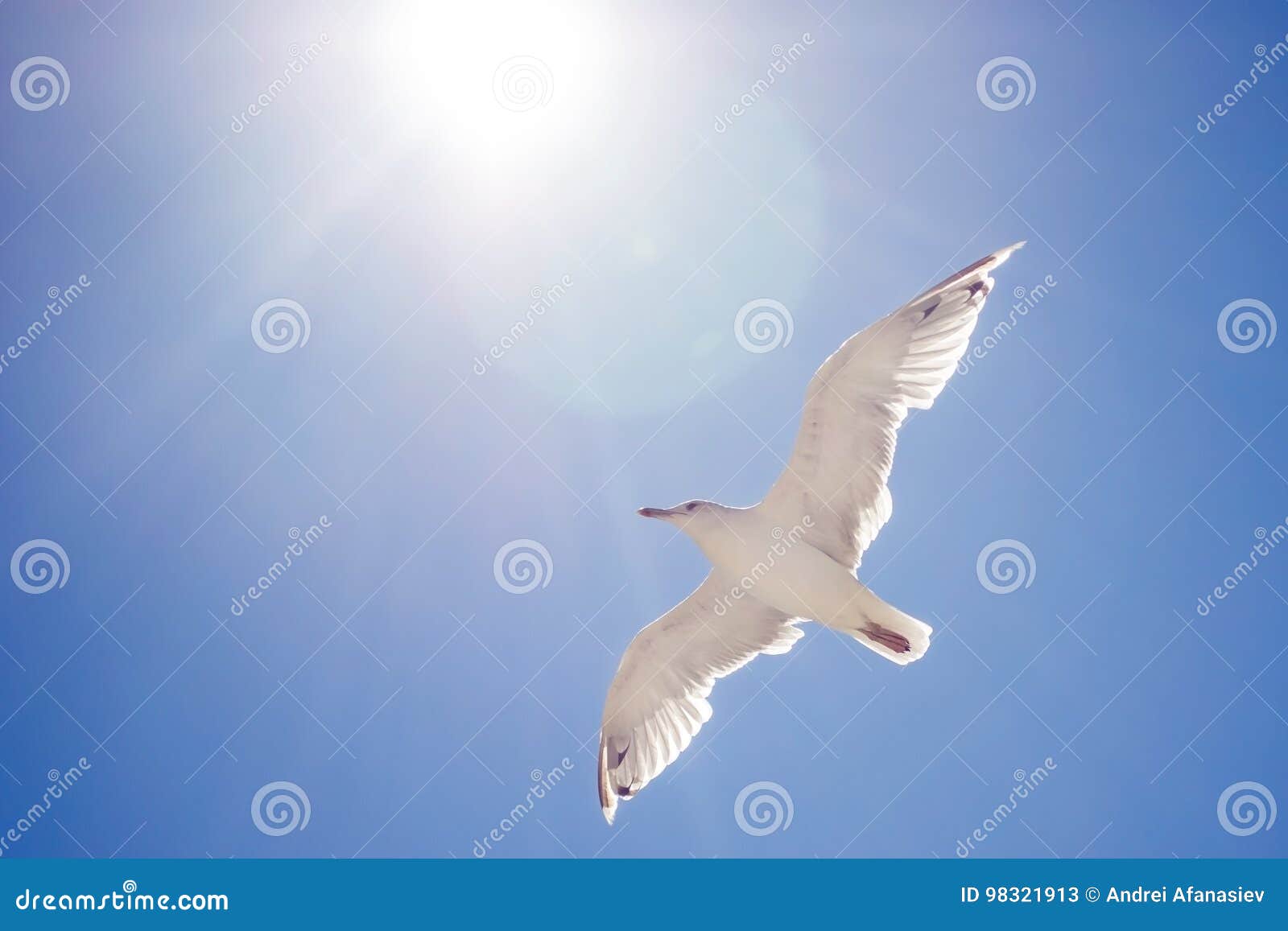 Seagull on Blue Sky Background in Sunlight Stock Image - Image of ...