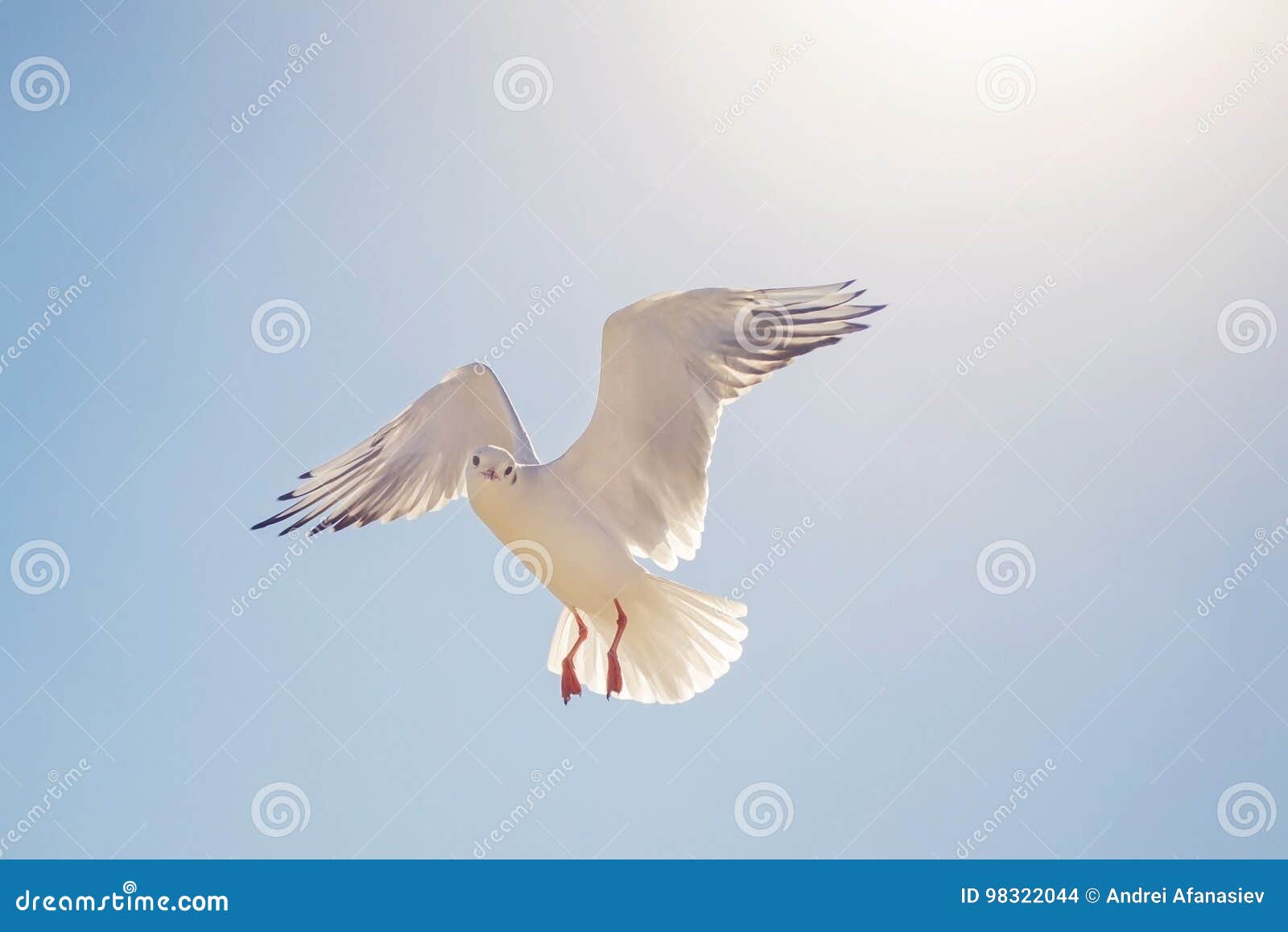 Seagull on Blue Sky Background in Sunlight Stock Photo - Image of ...