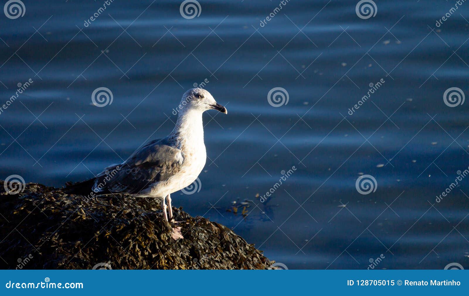 Seagull on Blue Water Background Stock Image - Image of blue, ocean ...