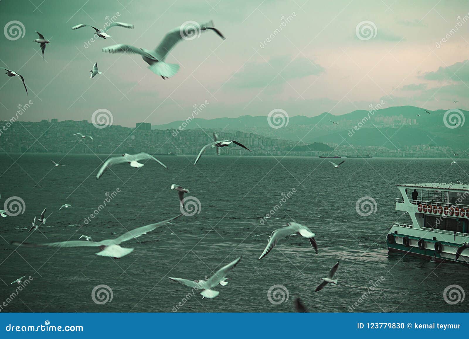 Seagull and Boat Beautiful Scenery Stock Photo - Image of human ...