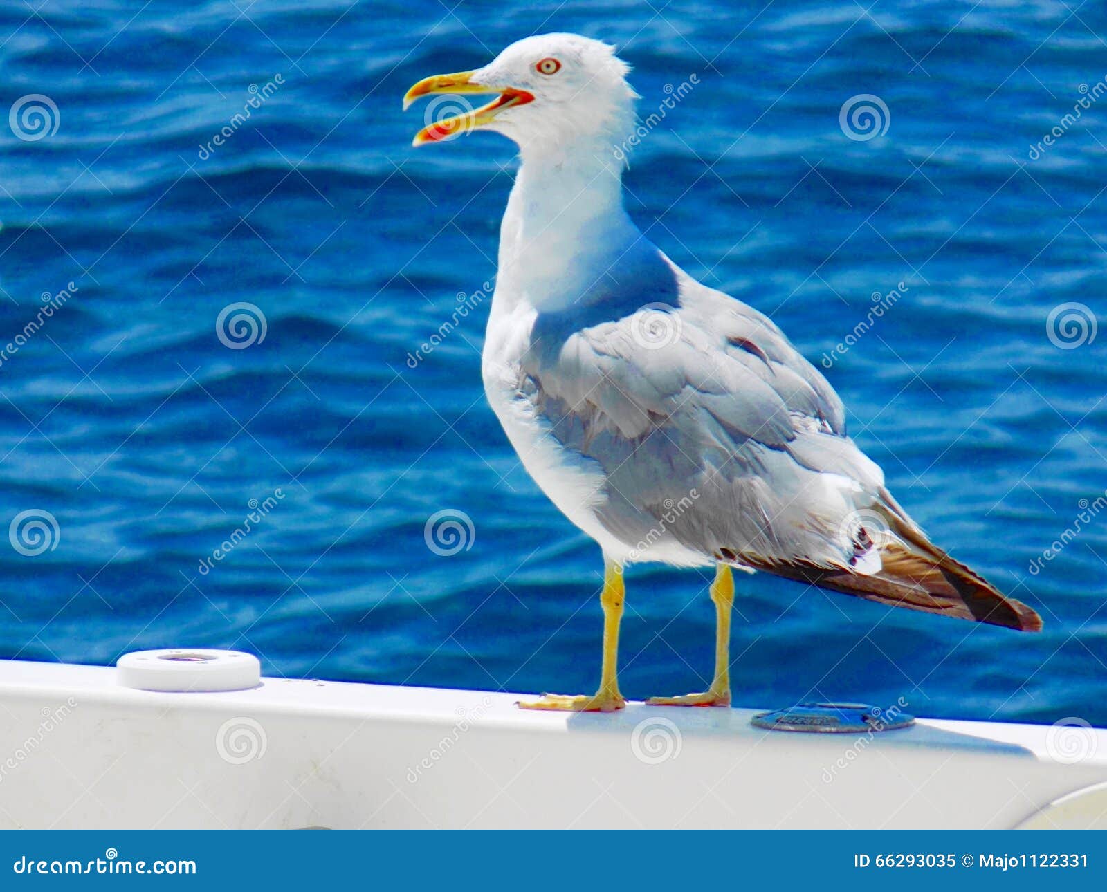 Seagull on boat stock image. Image of holiday, aqua, cruise - 66293035