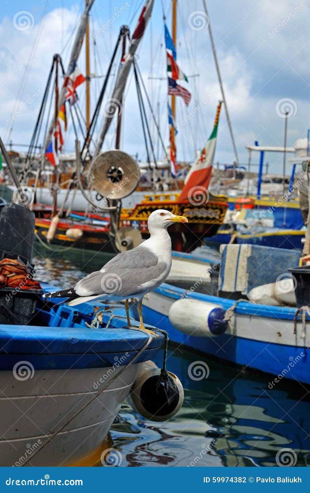Seagull stock photo. Image of marina, boats, italian - 59974382