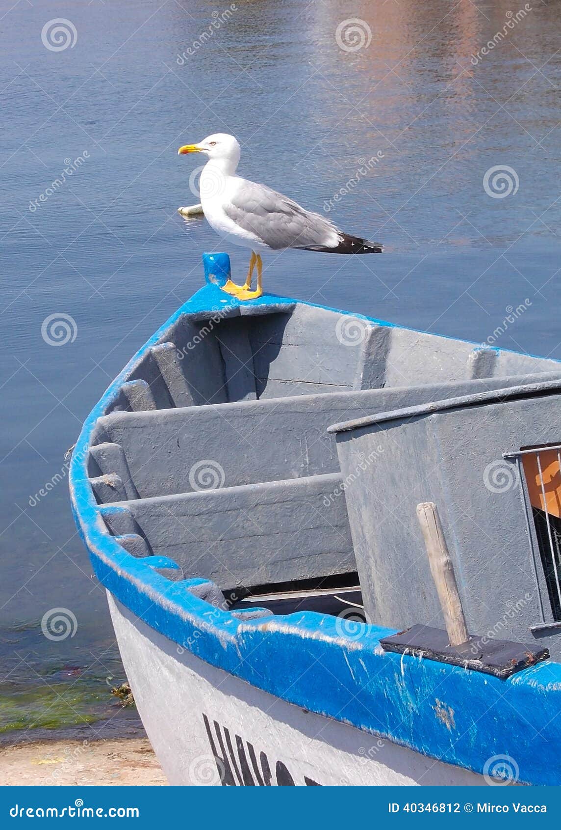 Seagull on boat stock photo. Image of wood, seagul, animal - 40346812