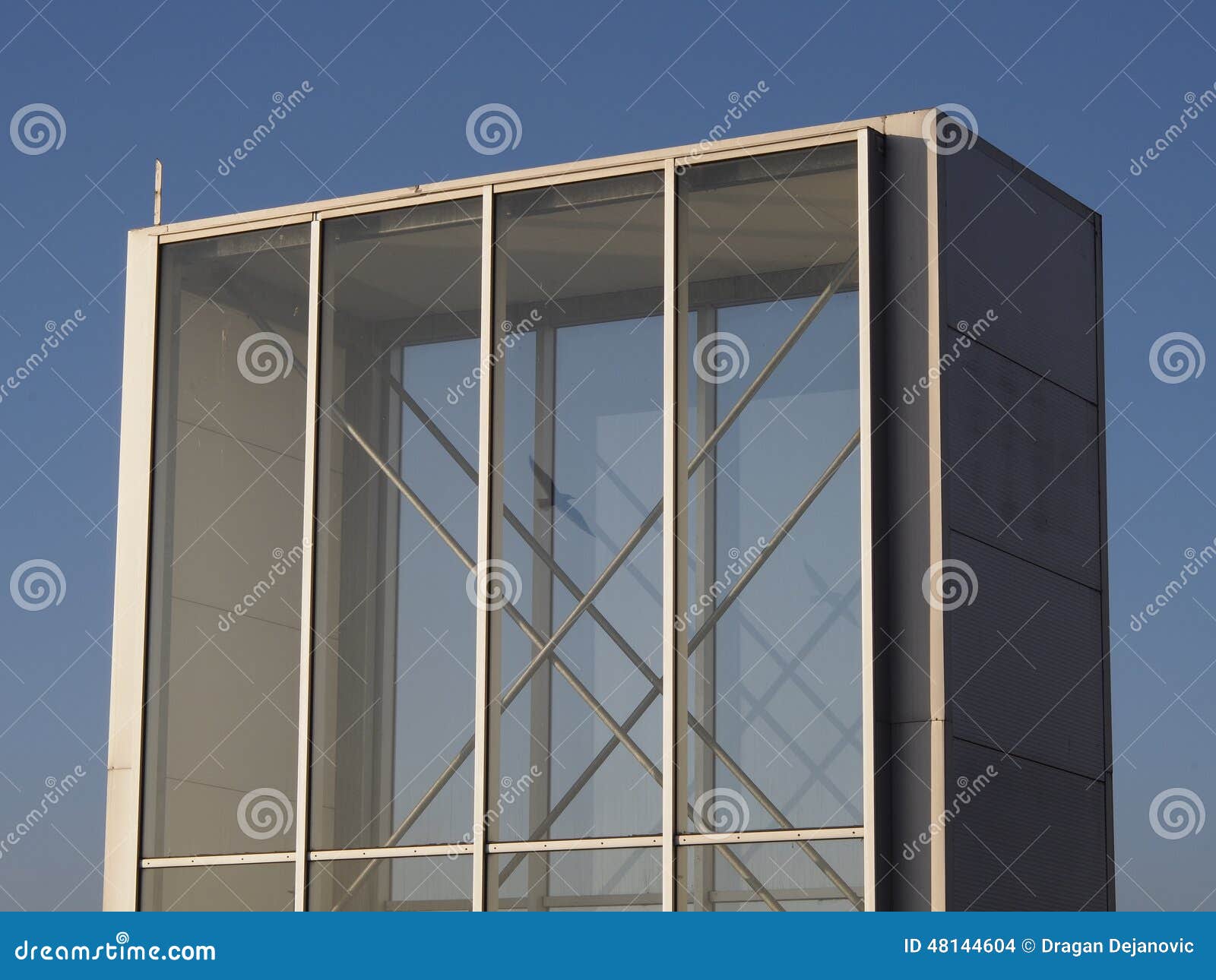 Seagull in box stock photo. Image of birds, closednn - 48144604