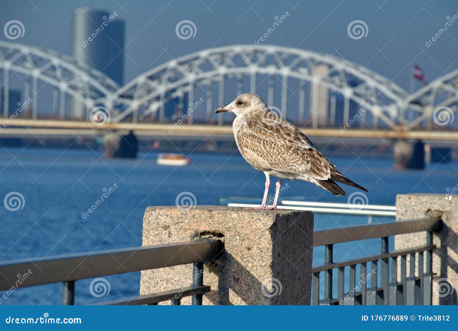 Seagull on bridge stock image. Image of blue, bird, city - 176776889
