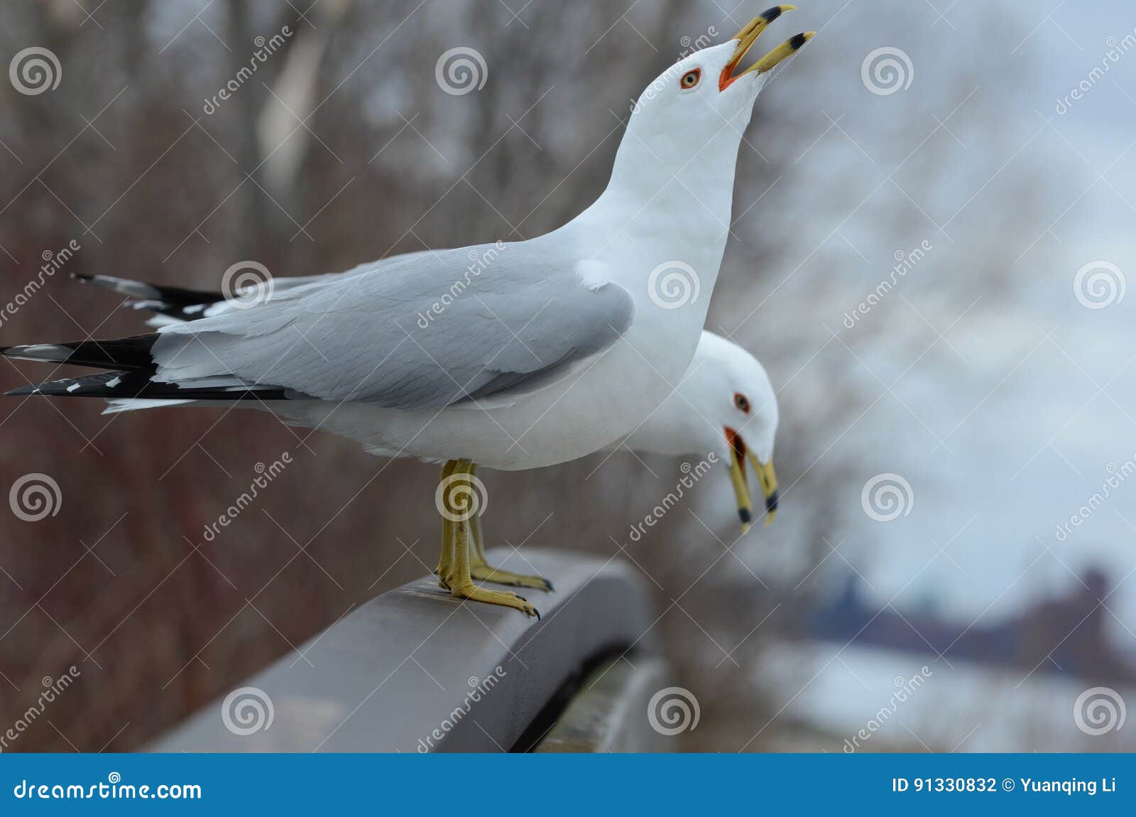 Seagull on a bridge stock photo. Image of seagull, singing - 91330832