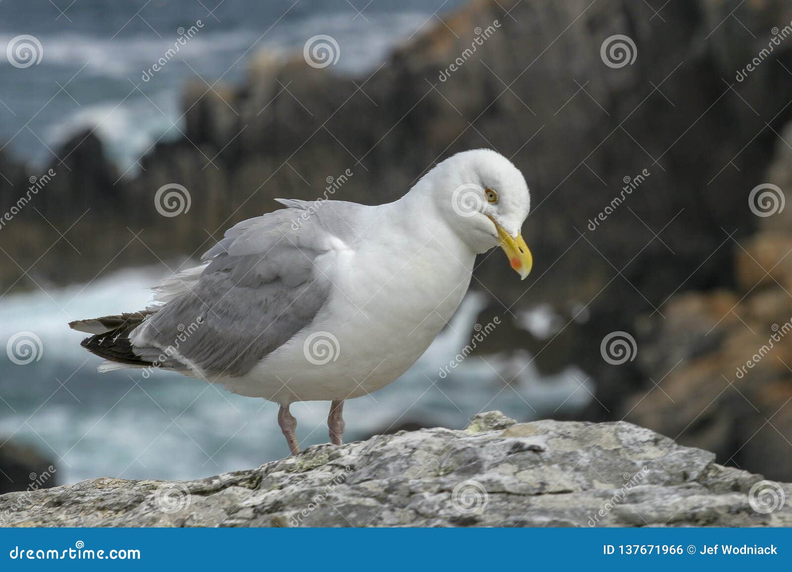 Seagull in Brittany France stock photo. Image of bird - 137671966
