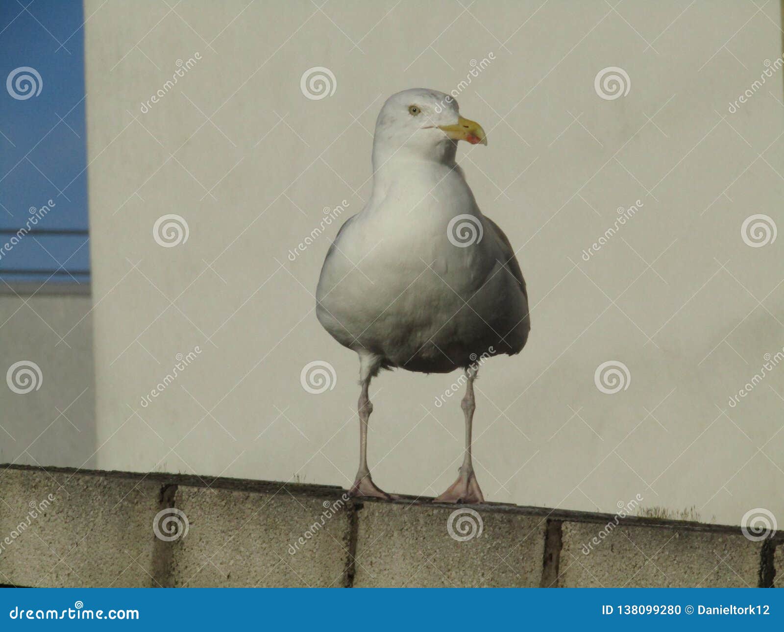 Seagull Captured Standing from the Front Stock Photo - Image of head ...