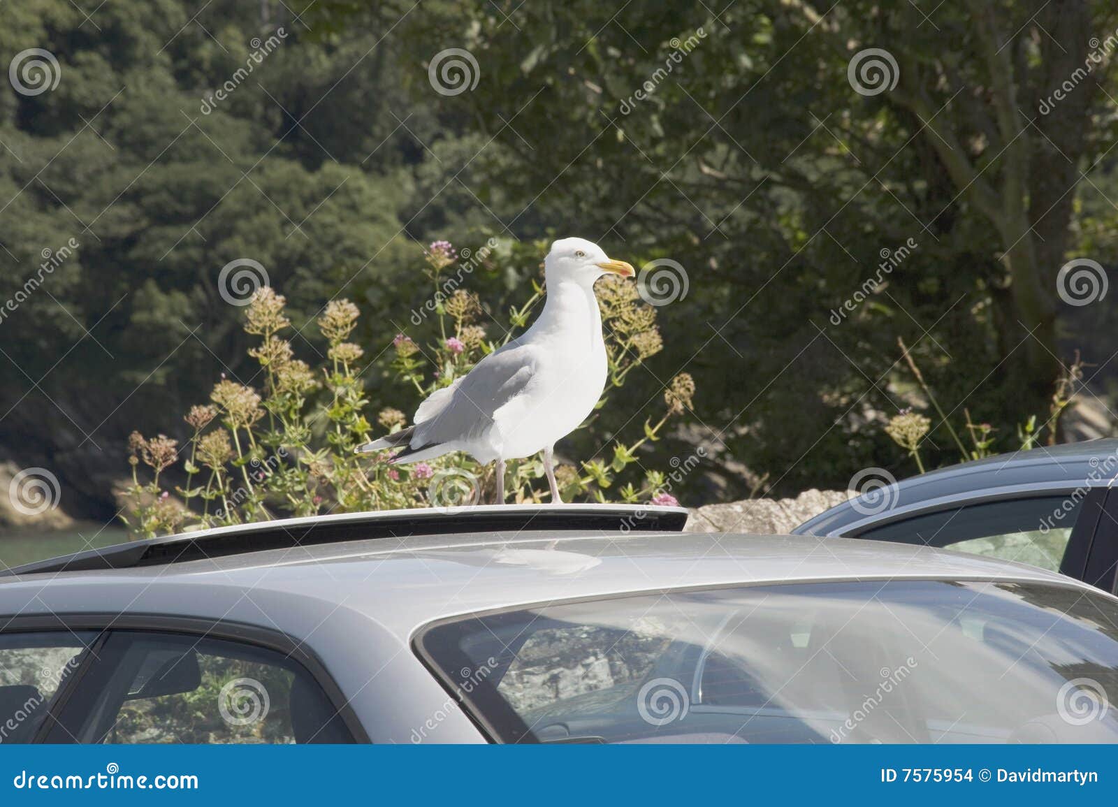 Seagull on car stock photo. Image of bird, perch, perched - 7575954