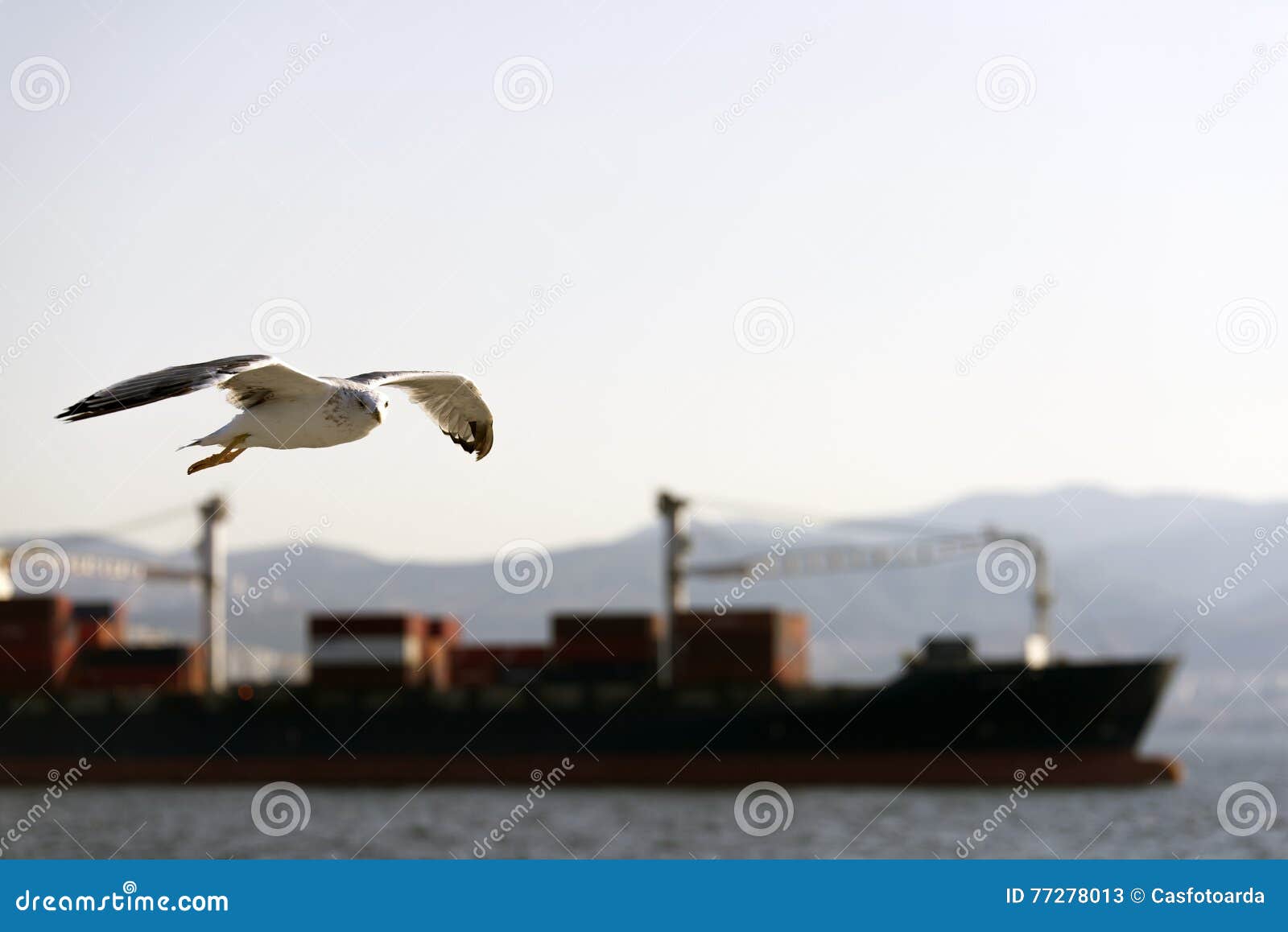Seagull and cargo ship stock image. Image of flight, summer - 77278013
