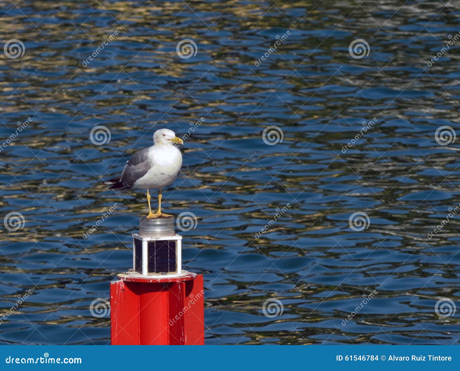 Seagull. stock photo. Image of harbor, beacon, nature - 61546784