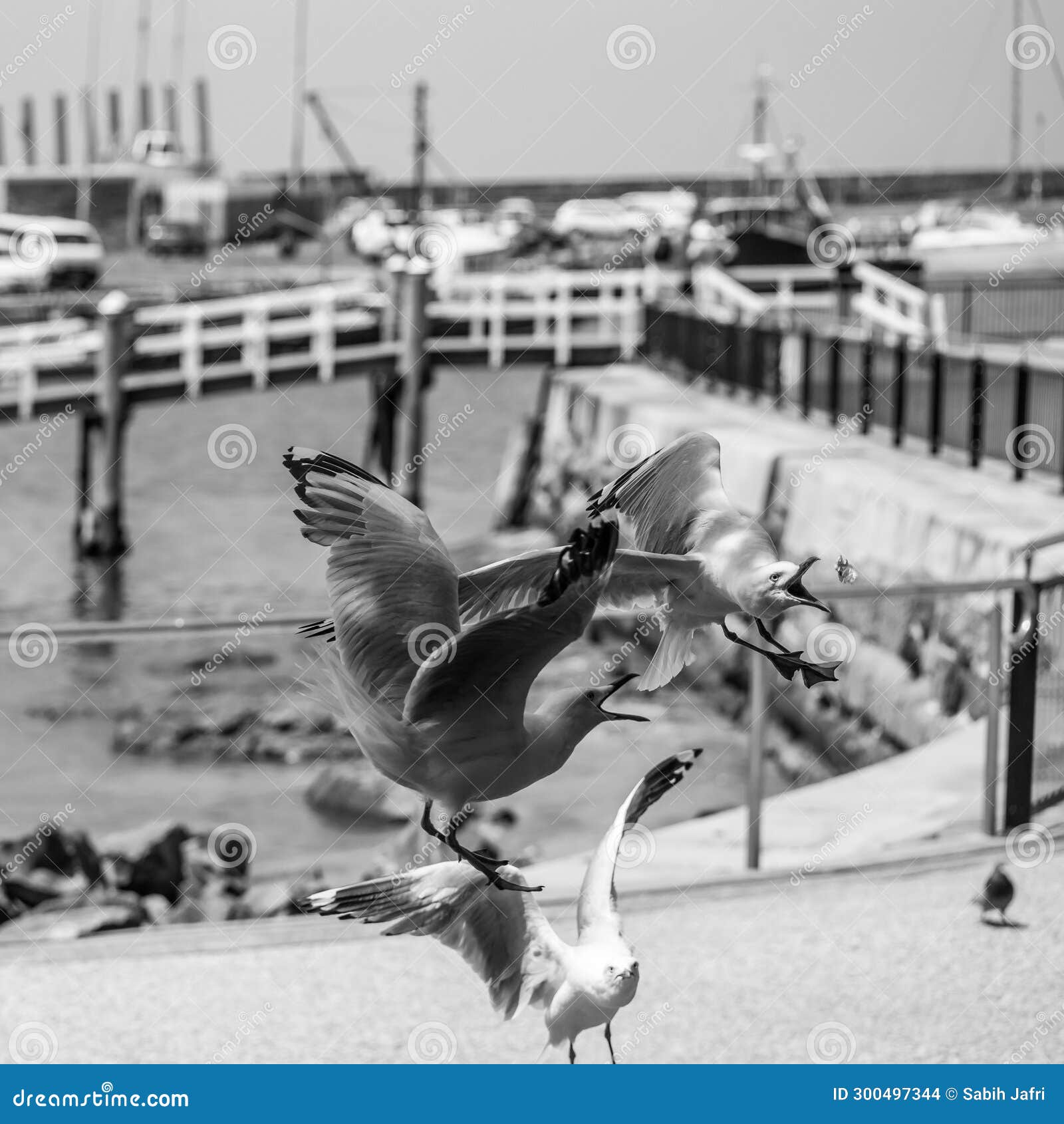 Seagull Catching Its Food Mid-Air Stock Photo - Image of collection ...