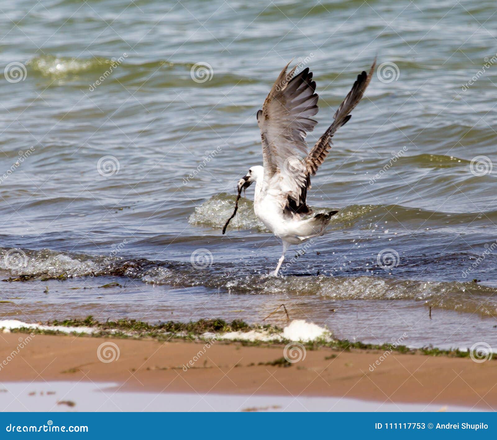 Seagull Caught Fish in Flight Stock Image - Image of seagull, river ...