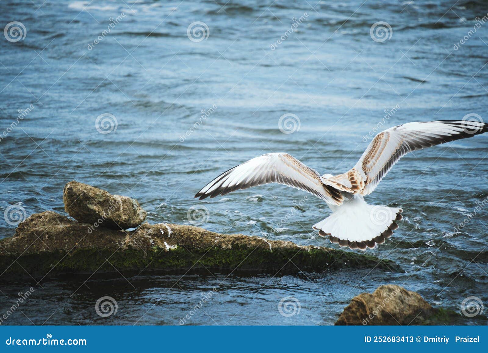 Seagull Chick Hovering Over Water Stock Image - Image of fishing ...