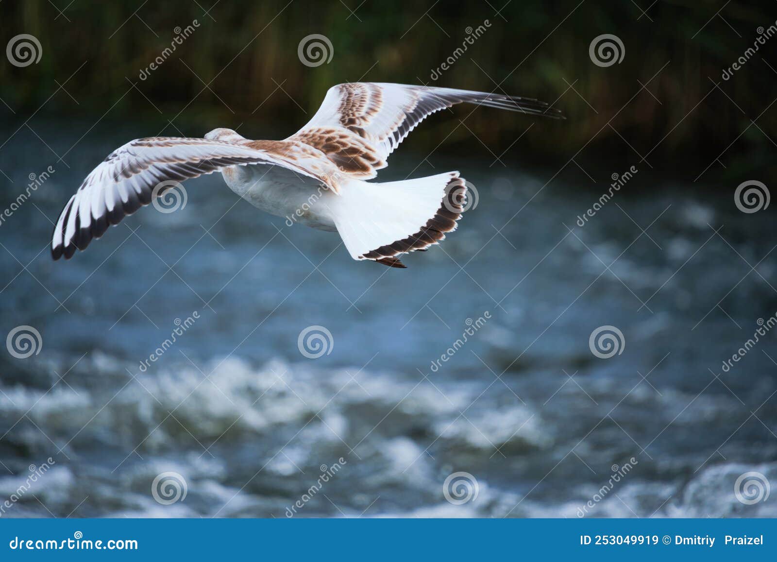 Seagull Chick Hovering Over Water Stock Image - Image of wildlife, gull ...