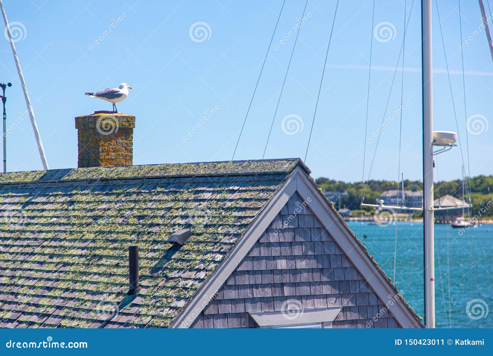 Seagull on Chimney of Oceanfront Building Stock Image - Image of gull ...