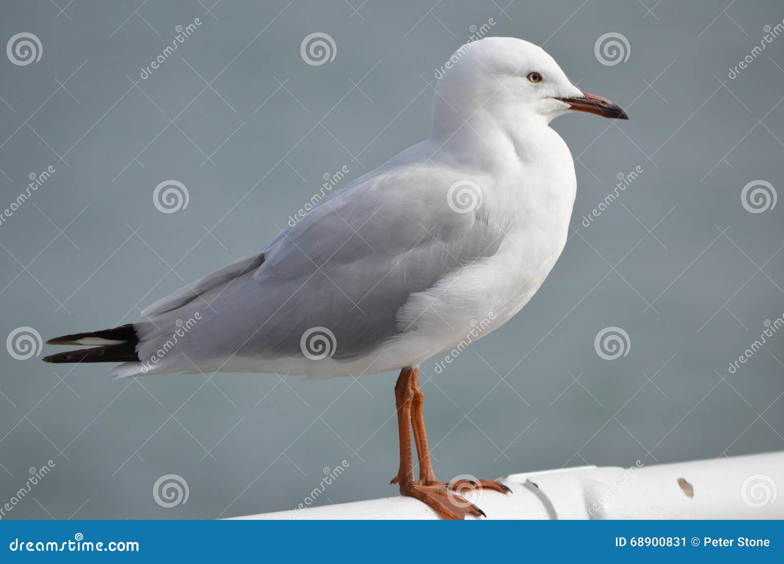 Seagull in Classical Pose - Close Up Stock Image - Image of birds ...