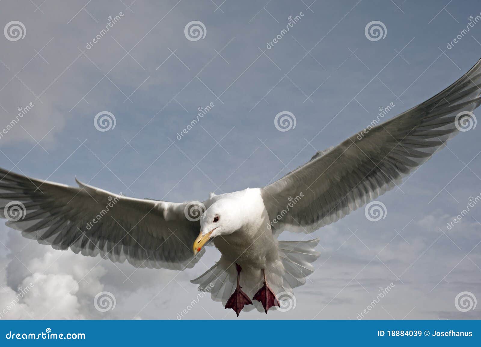 Seagull close-up stock image. Image of gull, flow, wing - 18884039
