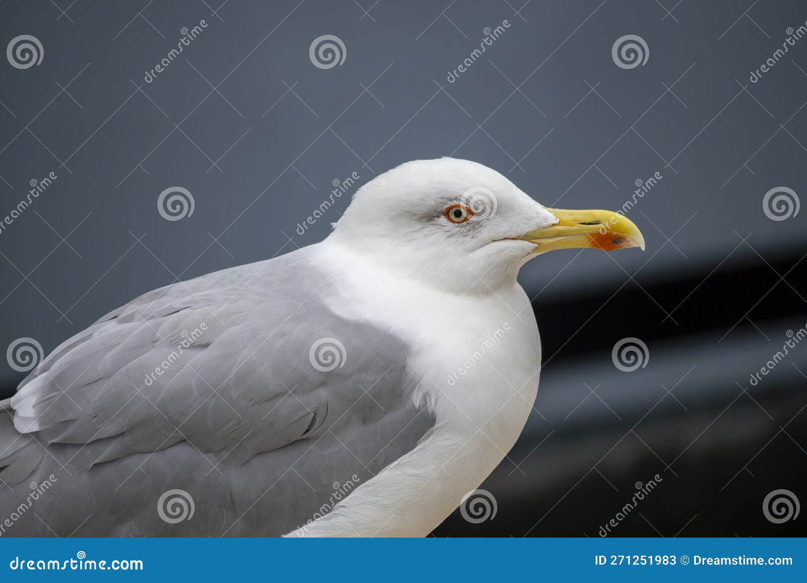 Grey and White Seagull Bird Close Up Stock Image - Image of nautical ...