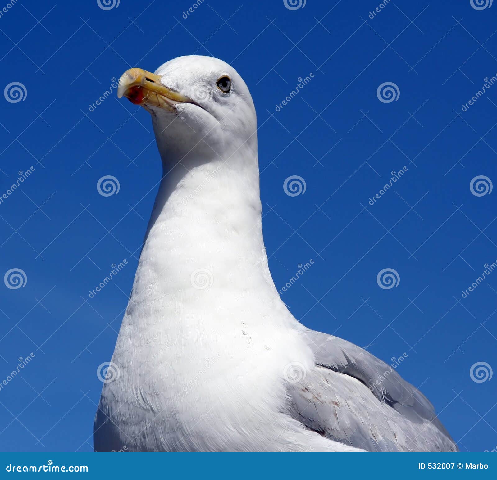 Seagull close-up stock image. Image of gull, feathers, island - 532007
