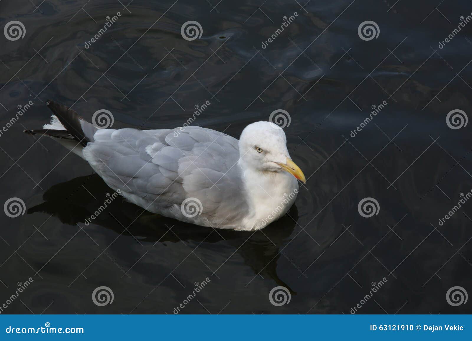 Seagull stock photo. Image of flying, seagull, bottom - 63121910