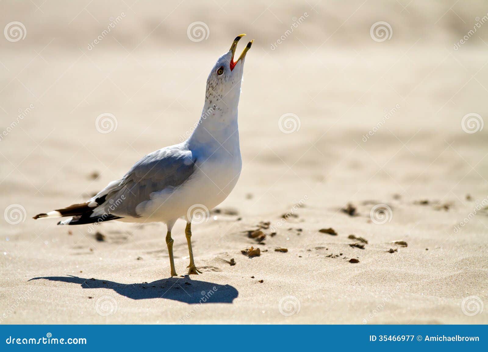 Seagull stock image. Image of seagull, beach, canada - 35466977