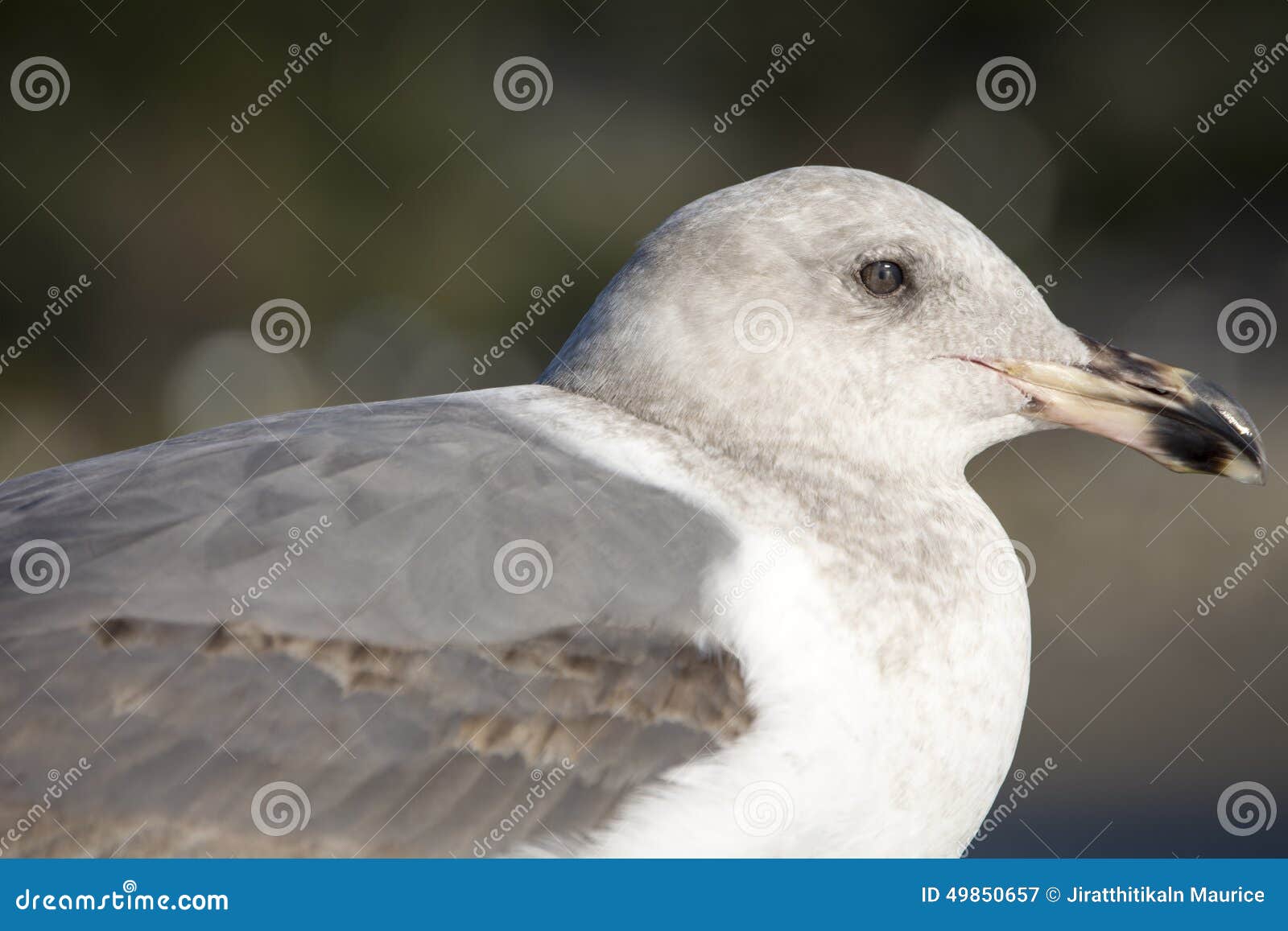 Seagull stock image. Image of seagull, gull, colonial - 49850657