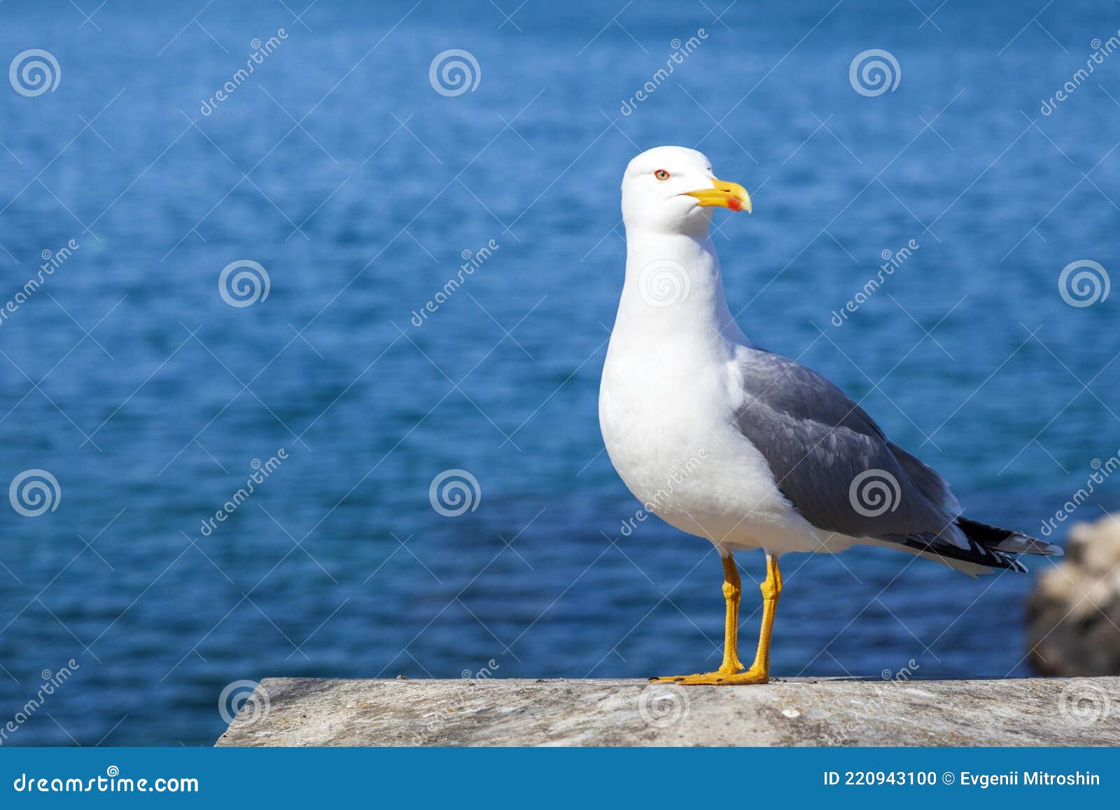 Seagull Close-up Standing on a Seaside Rock and Turning Its Head ...