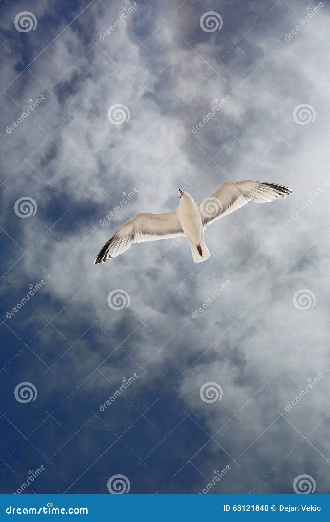 Seagull stock photo. Image of marine, control, glide - 63121840