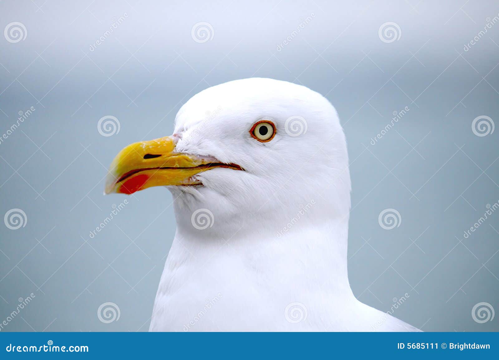 Seagull closeup stock image. Image of wildlife, gull, closeup - 5685111