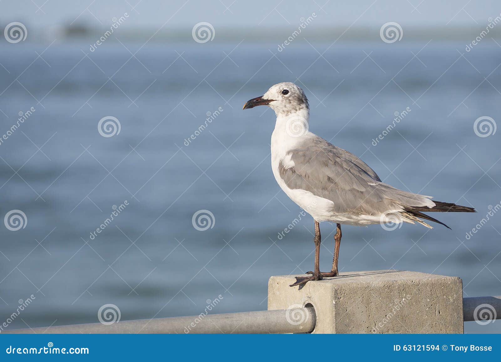 Seagull stock photo. Image of wildlife, summer, seabird - 63121594