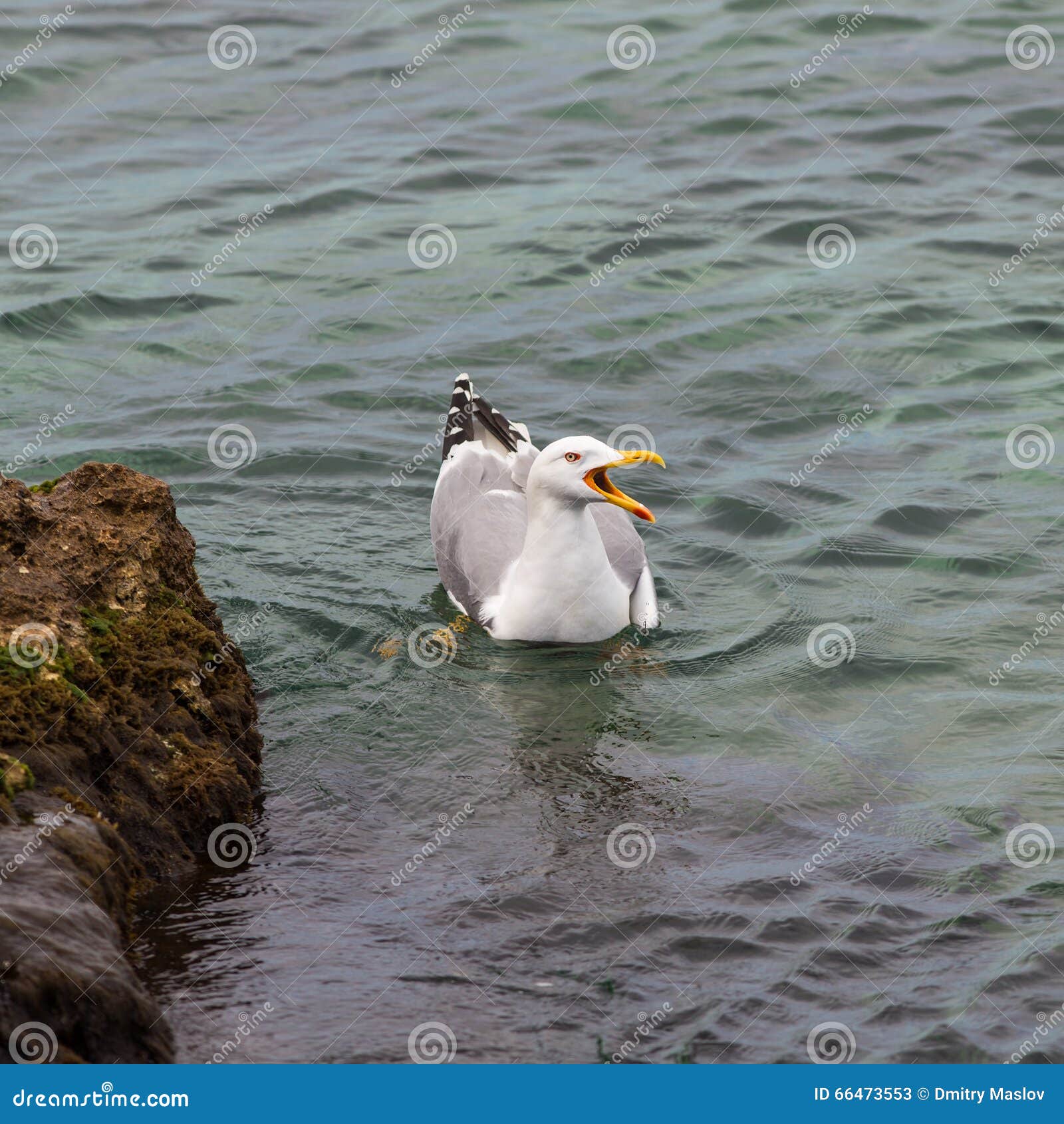 Seagull cries in the sea stock image. Image of coast - 66473553