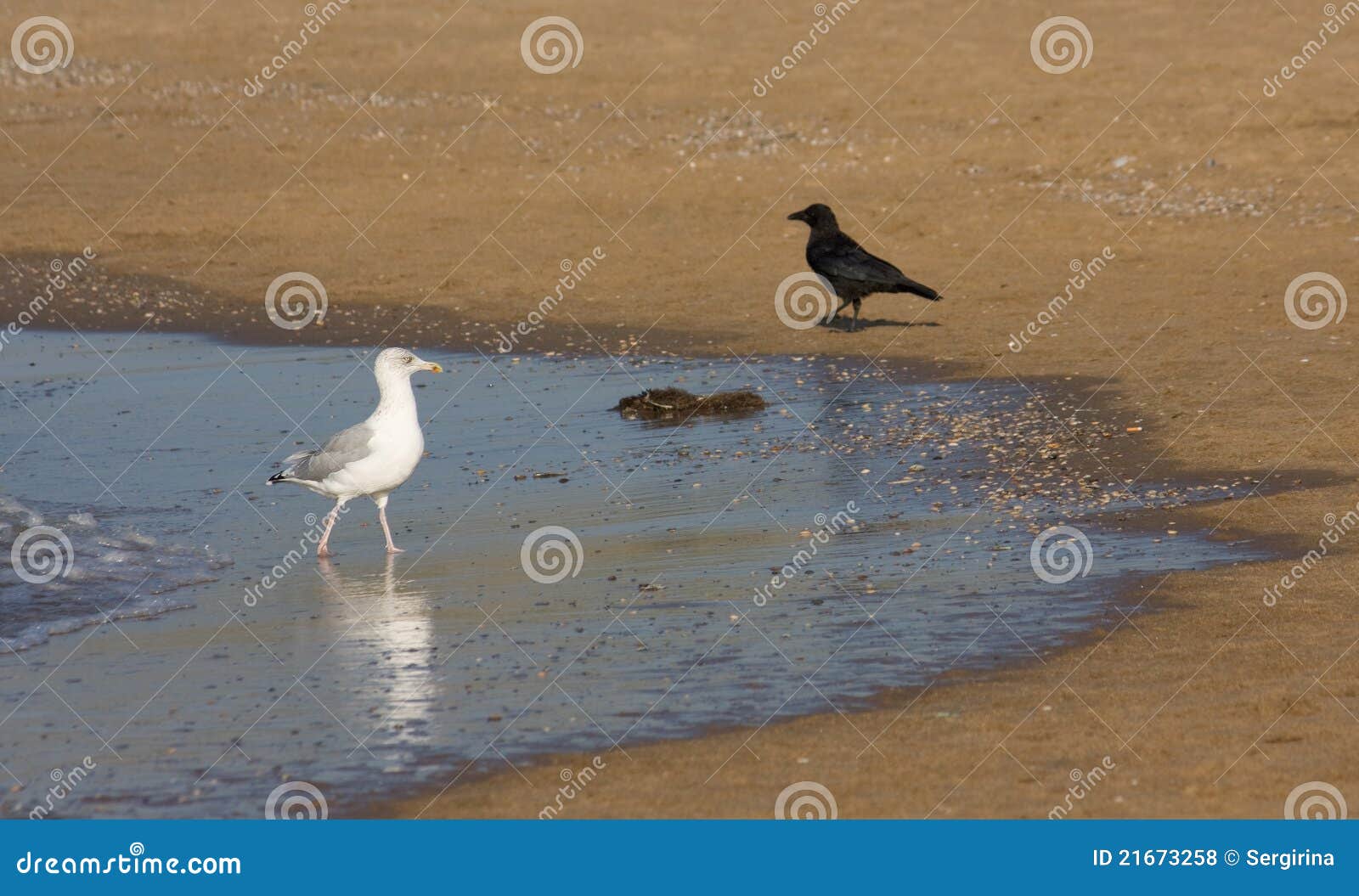 Seagull and crow stock photo. Image of crow, northsea - 21673258