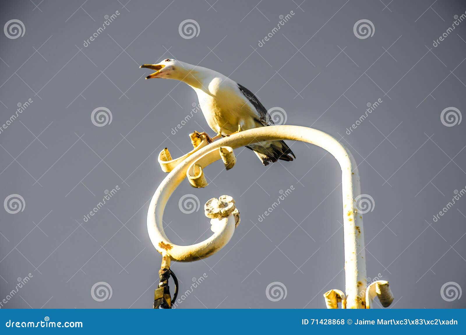 Seagull Crying on a White Lamppost Near the Sea Stock Photo - Image of ...