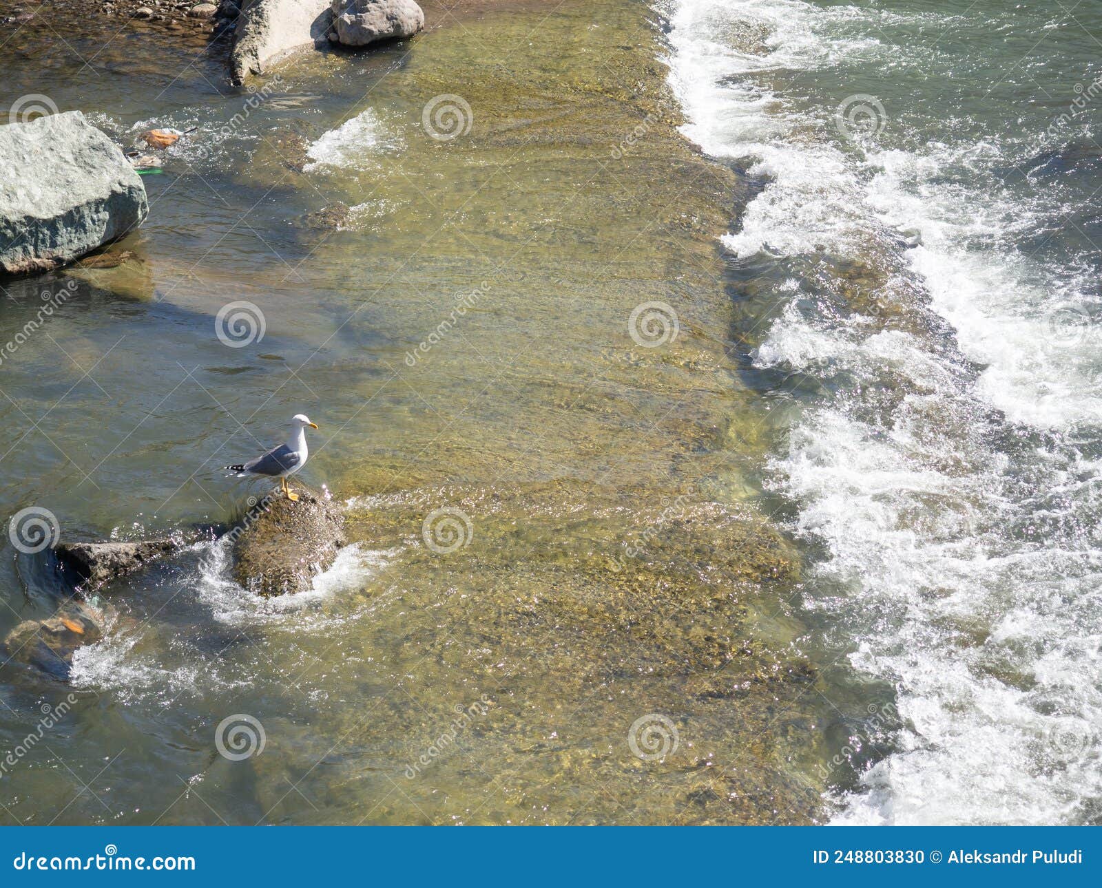 Seagull on the Dam. Beautiful Bird in the Water Stock Photo - Image of ...