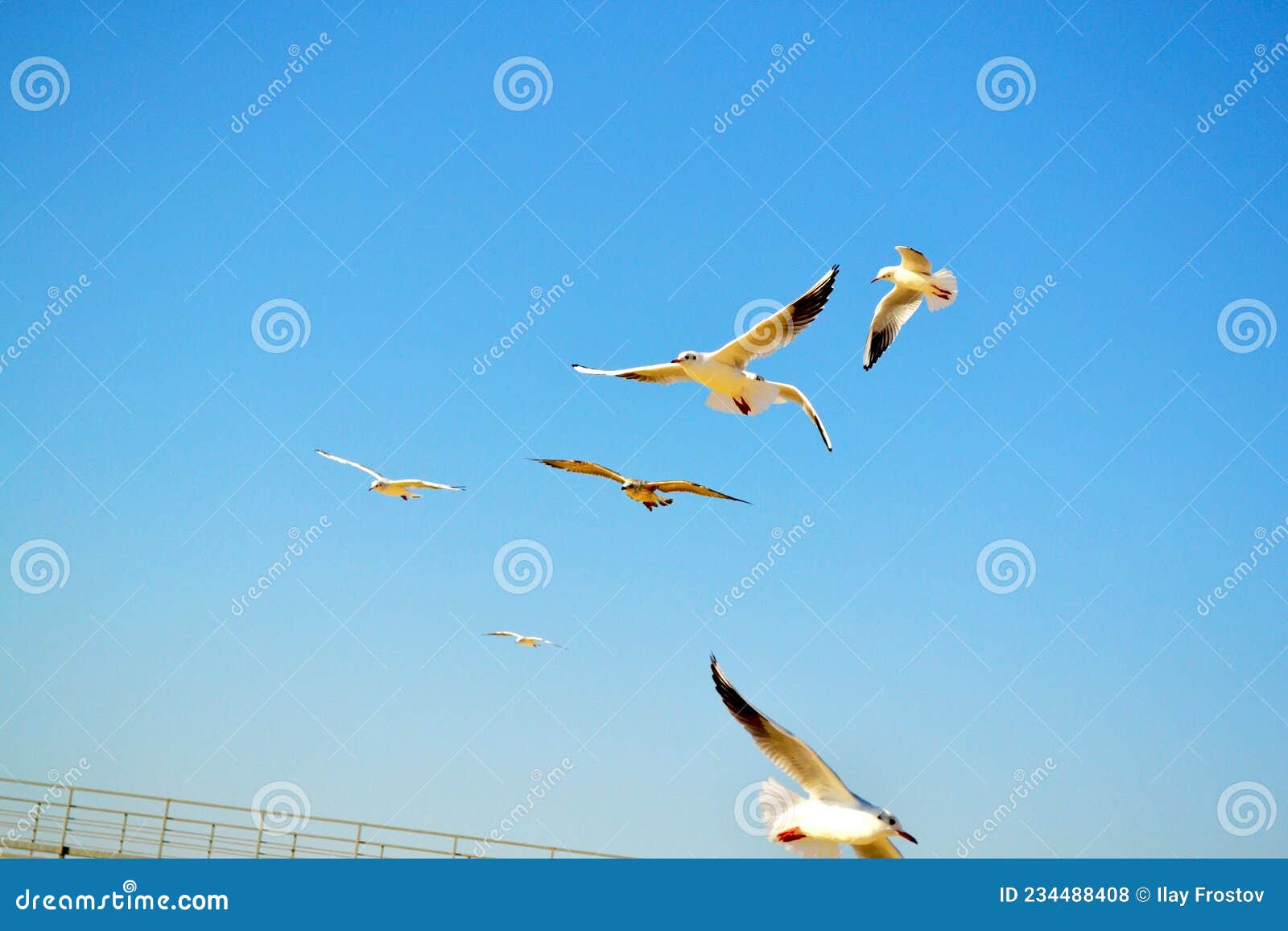Seagull dance in flight stock photo. Image of shorebird - 234488408